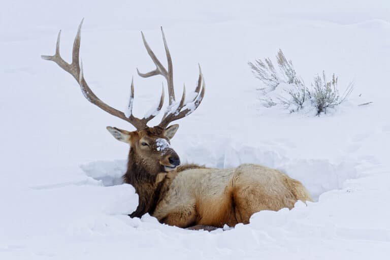 Wildlife Encounters on Utah's Snowmobile Trails | Utah